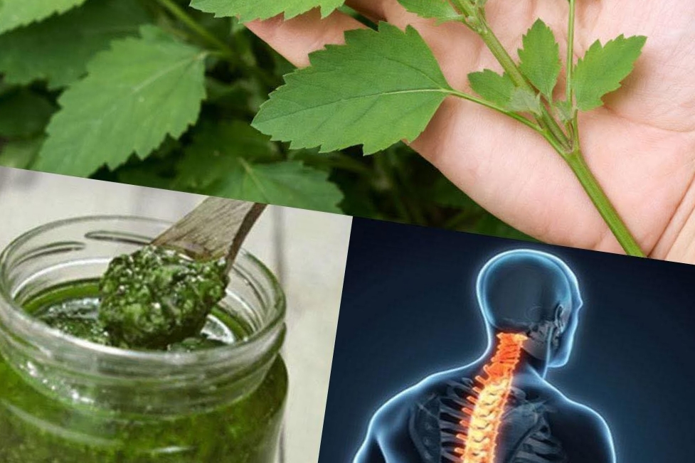 Discovering the Health Benefits of Lamb’s Quarters – T-hch